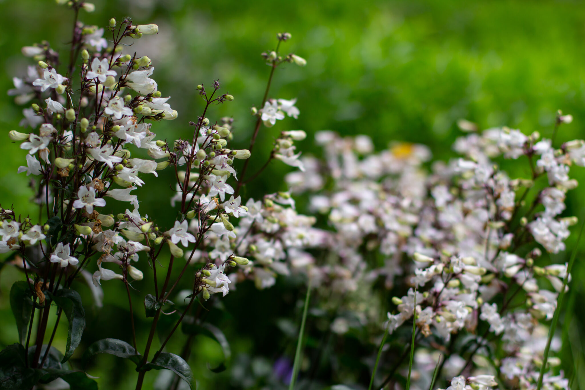 Wild Roots Native Nursery – Native plants