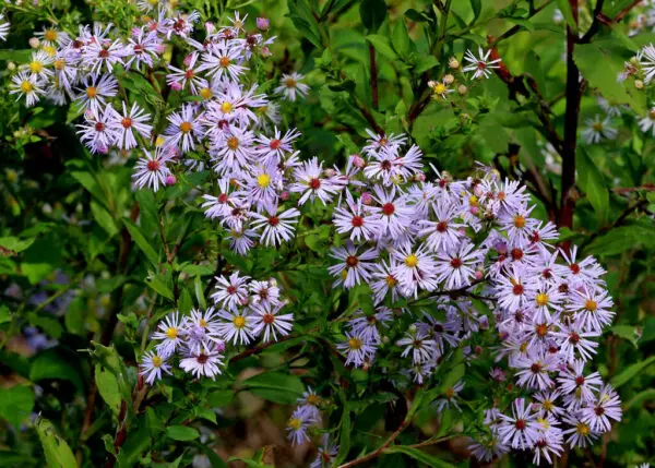 Symphyotrichum elliottii – Elliott’s Aster (B&B.DR.DRGHT.H.M.NB.OP.SHWY ...